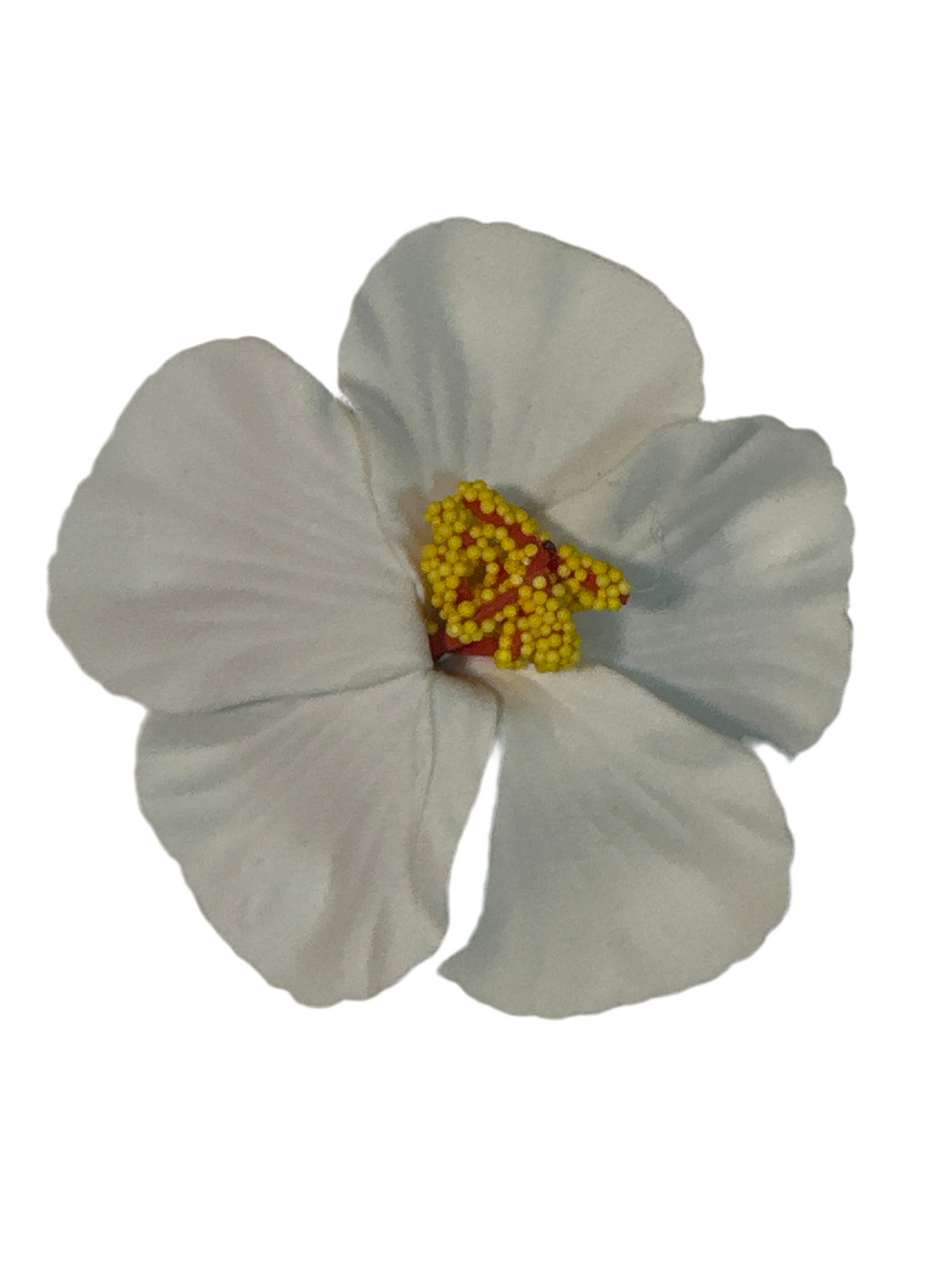 FLOR DE MAGA AMAPOLA-TYPICAL FLOWER OF PUERTO RICO, MAGA – Dream Team ...