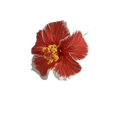 FLOR DE MAGA AMAPOLA-TYPICAL FLOWER OF PUERTO RICO, MAGA – Dream Team ...
